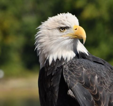 Meet Our Eagle Ambassadors | National Eagle Center