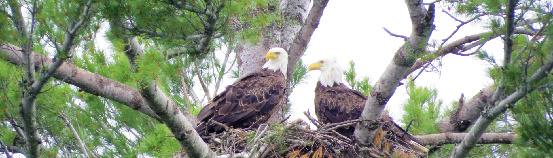 Fascinating Eagle FAQ | National Eagle Center