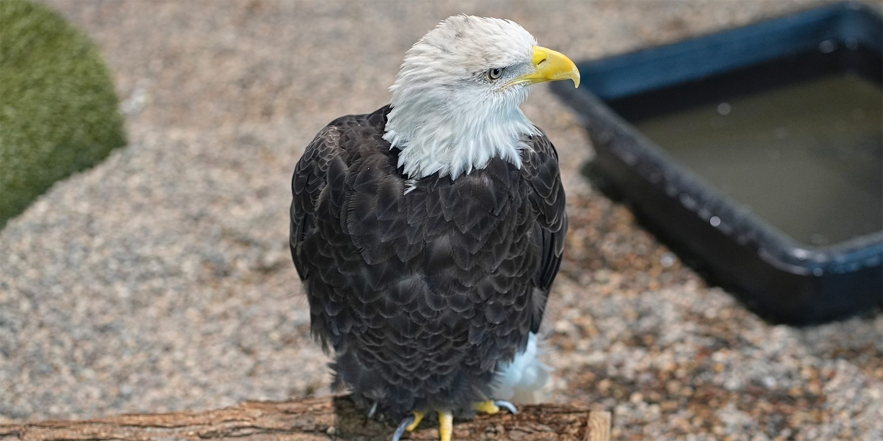 Adopt An Eagle - National Eagle Center