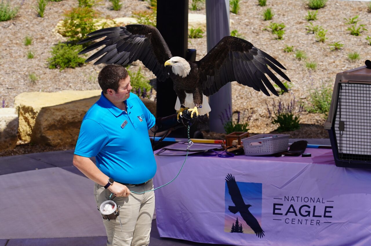 Bald Eagle Day - National Eagle Center