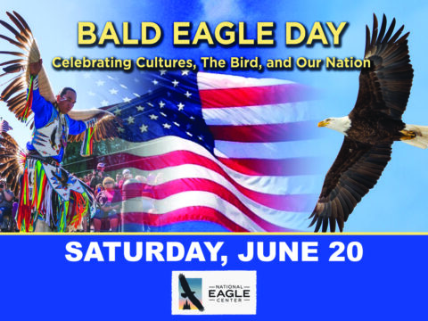 Bald Eagle Day Coming to the National Eagle Center Saturday, June 20 ...